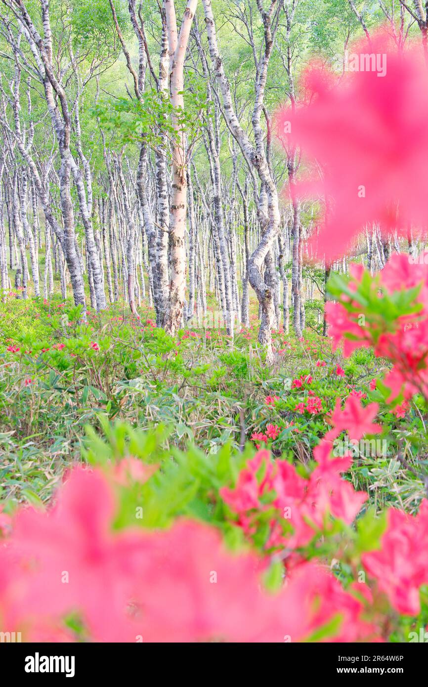 Shirakabadaira's white birch forest and Renge azalea Stock Photo - Alamy