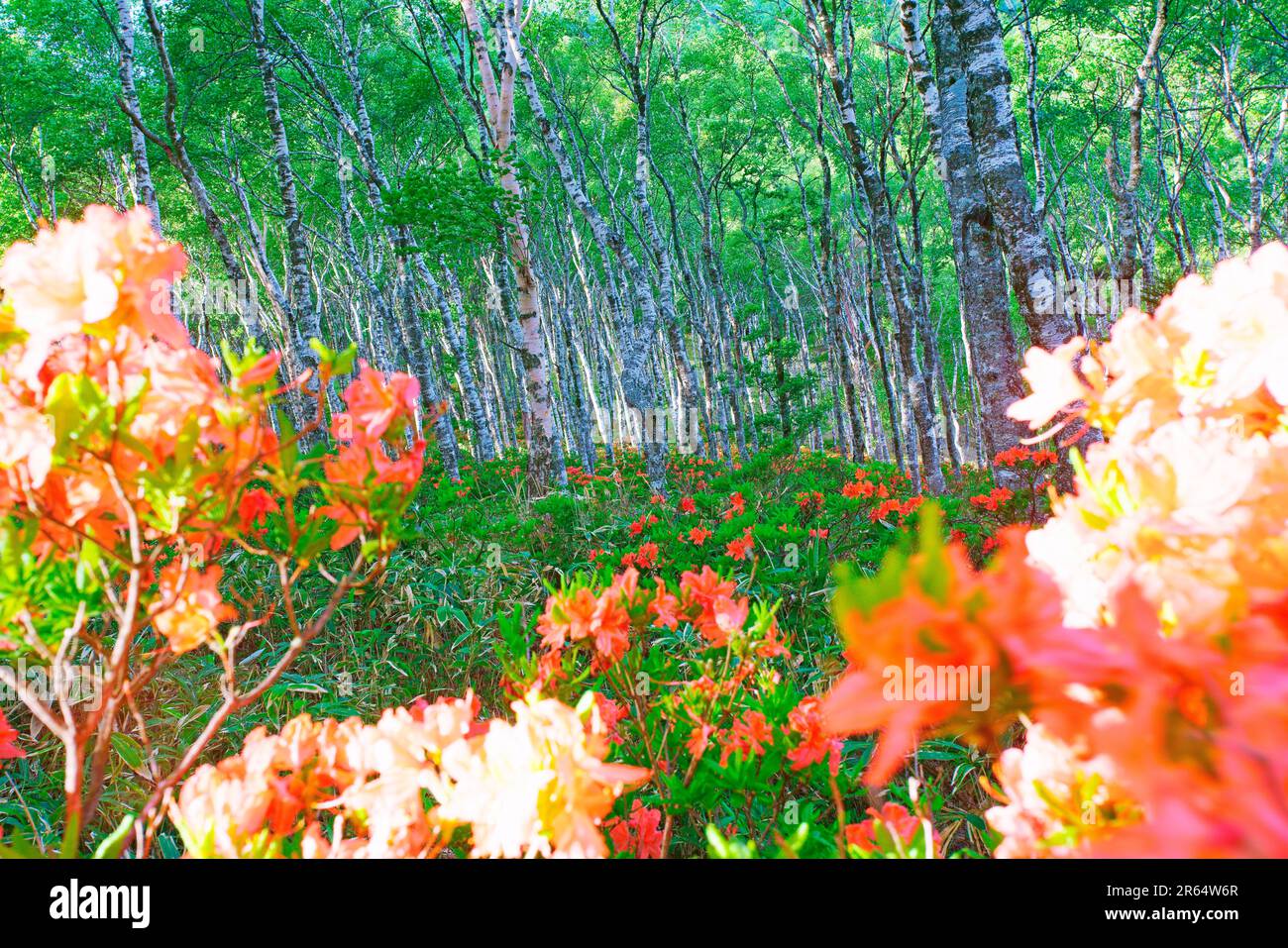 Renge azalea of Shirakabadaira in the morning Stock Photo - Alamy