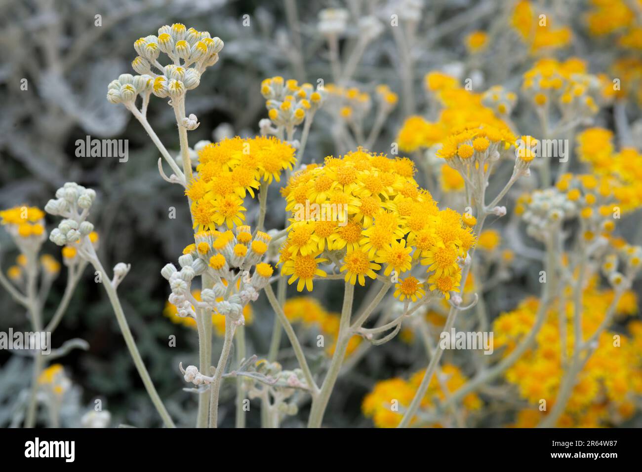 Silver Ragwort, Jacobaea Maritima or Senecio Cineraria Stock Photo - Alamy