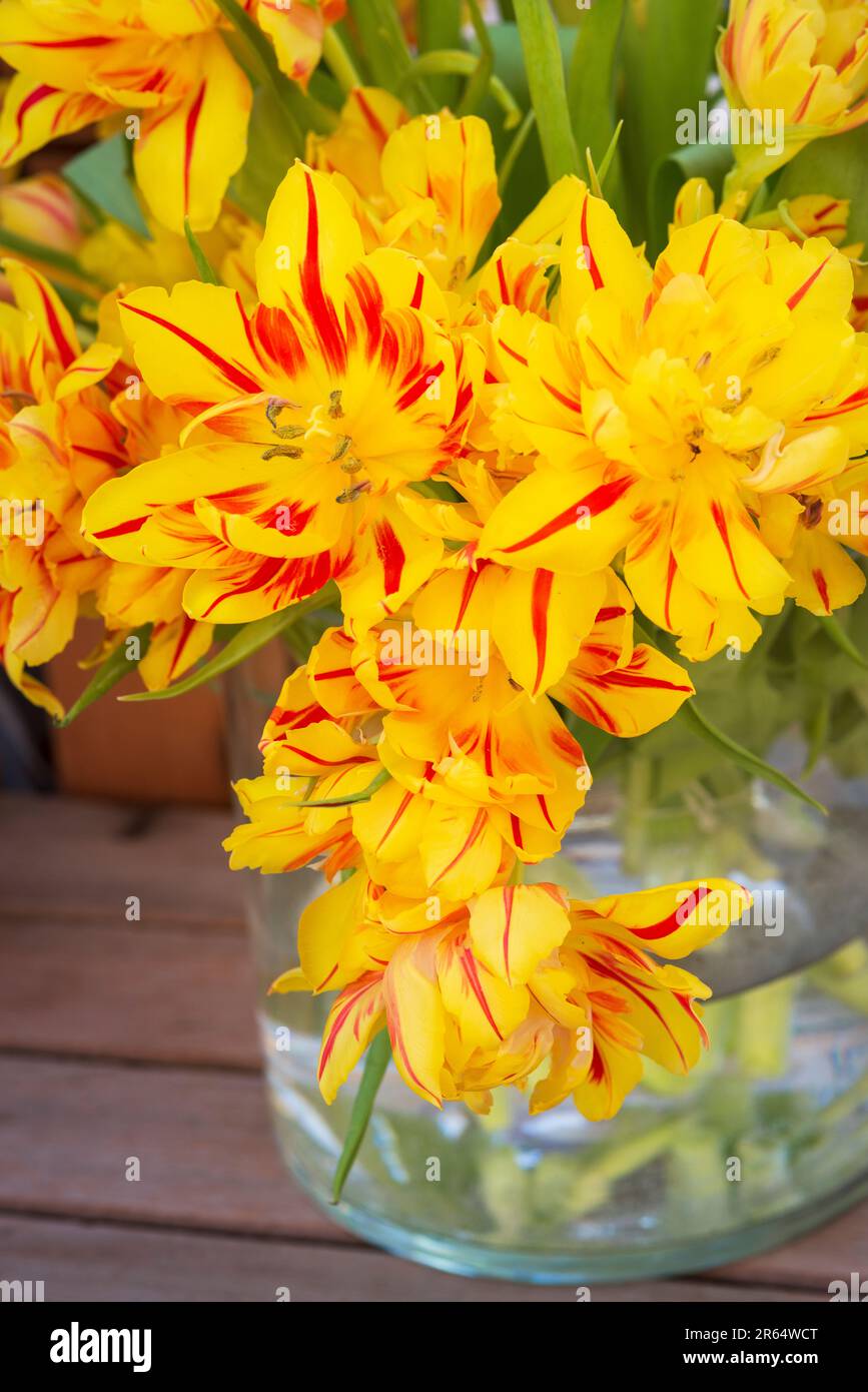 Red and Yellow Flamed Tulip Monsella Flowers in a Glass Vase Stock ...