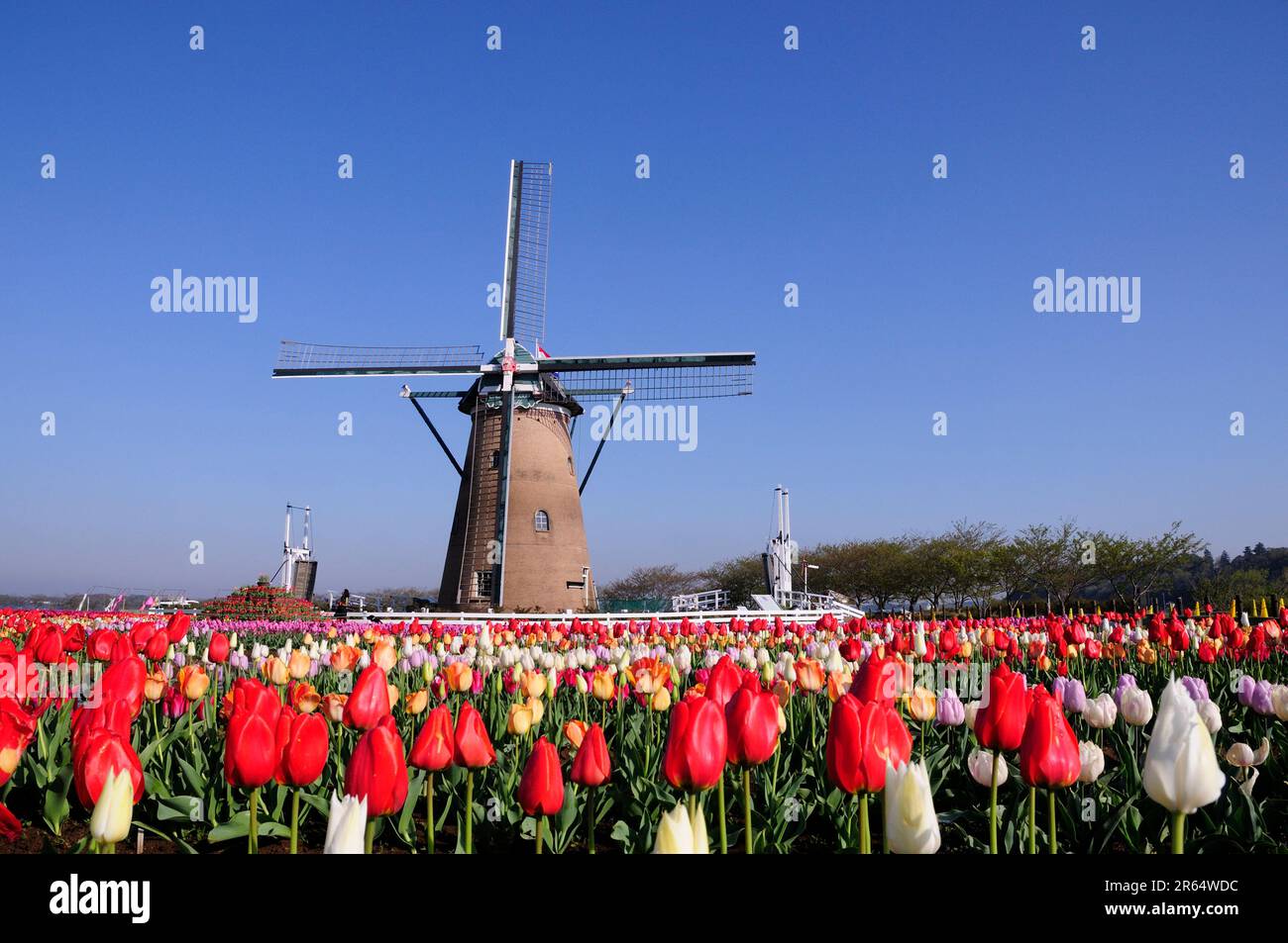 Tulips at Sakura Furusato Plaza Stock Photo - Alamy