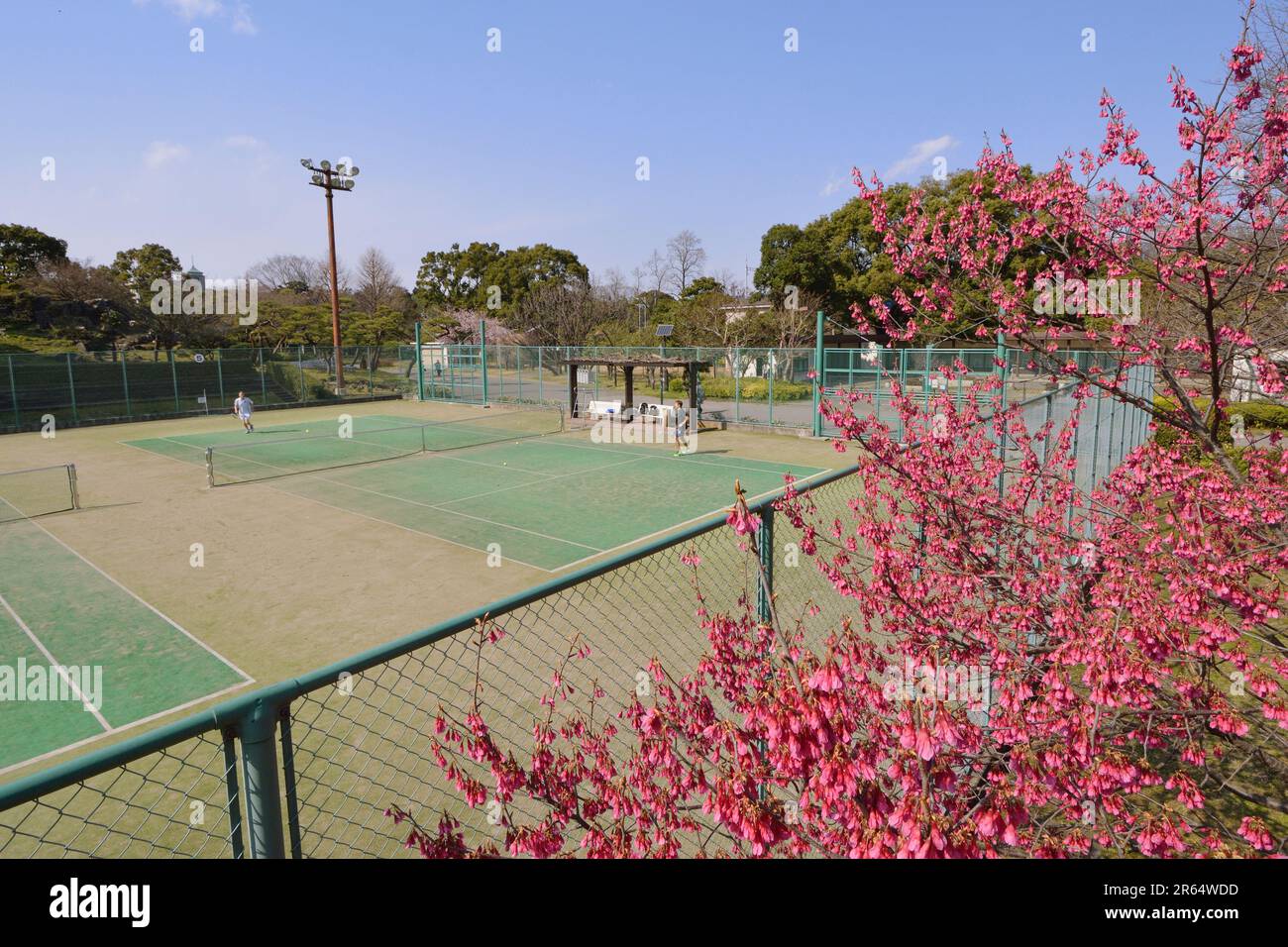 Kanhizakura Cherry Trees and Tennis Courts in Hibiya Park Stock Photo ...