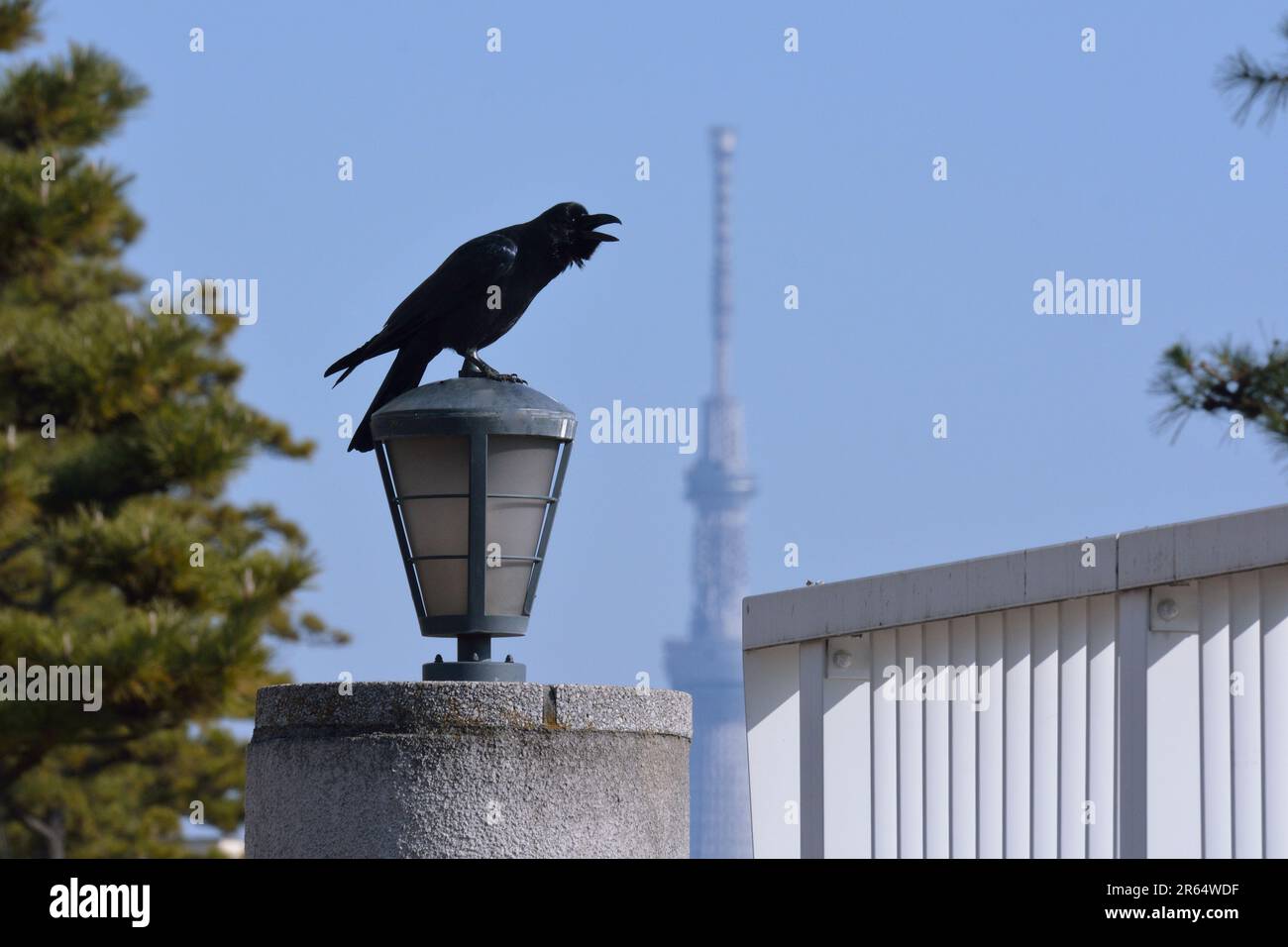 Crow and Tokyo Sky Tree Stock Photo - Alamy