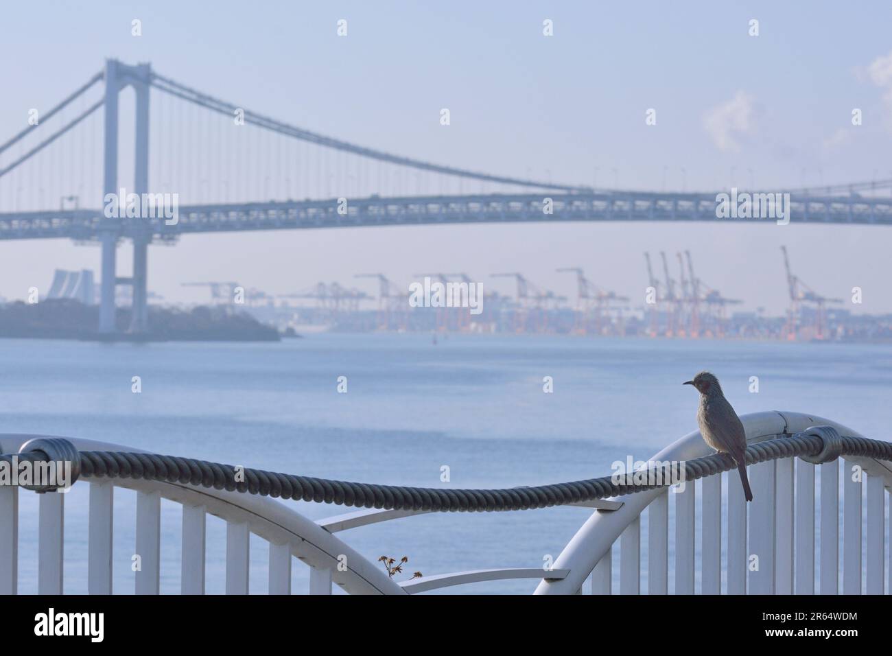 Chickadees and Rainbow Bridge Stock Photo - Alamy