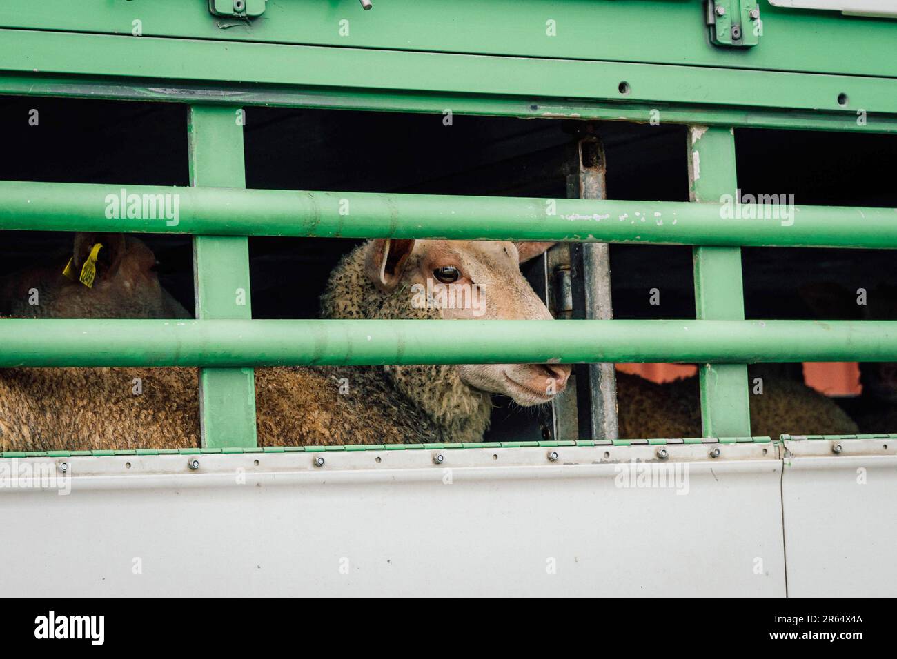 Livestock in truck europe hi-res stock photography and images - Alamy