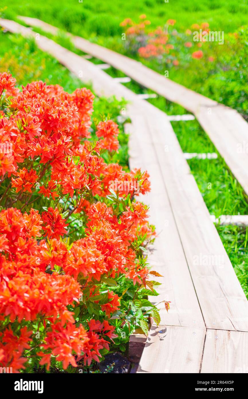 Renge azalea and wooden road Stock Photo - Alamy