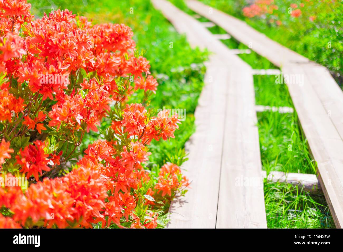 Japanese azalea hi-res stock photography and images - Alamy