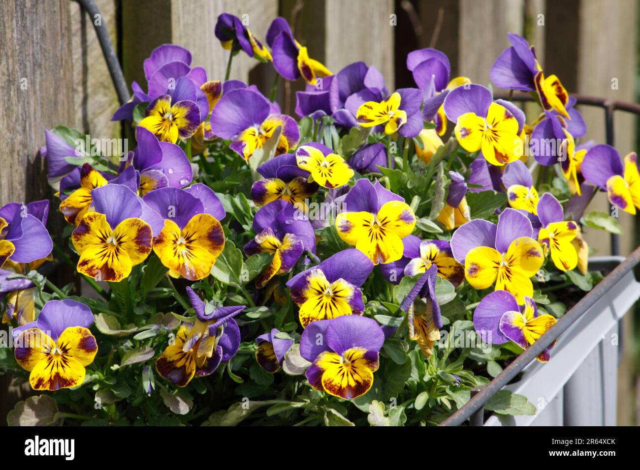 Pansies (Viola × wittrockiana) in a Flower Box in the spring with sun ...