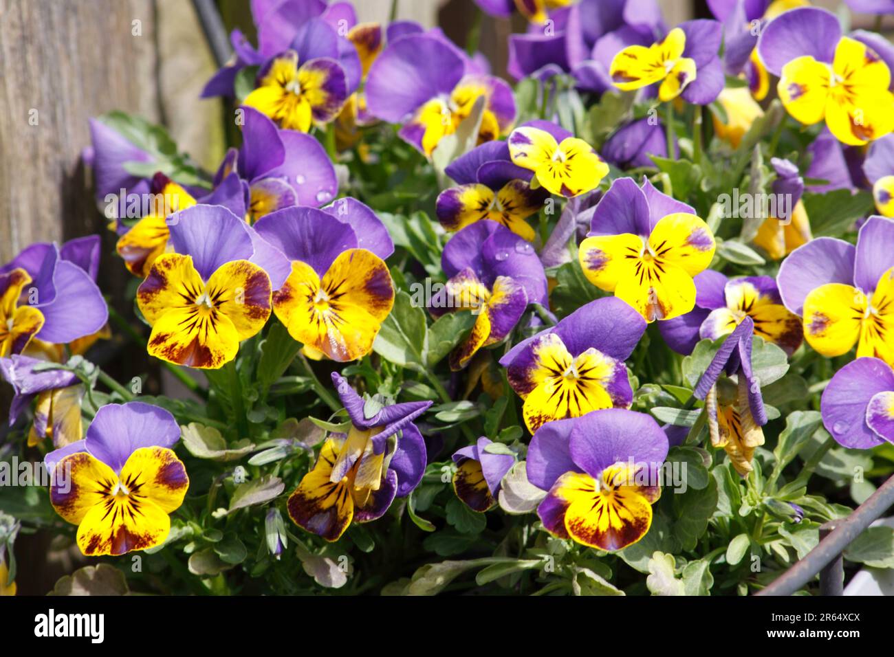 Pansies (Viola × wittrockiana) in a Flower Box in the spring with sun ...