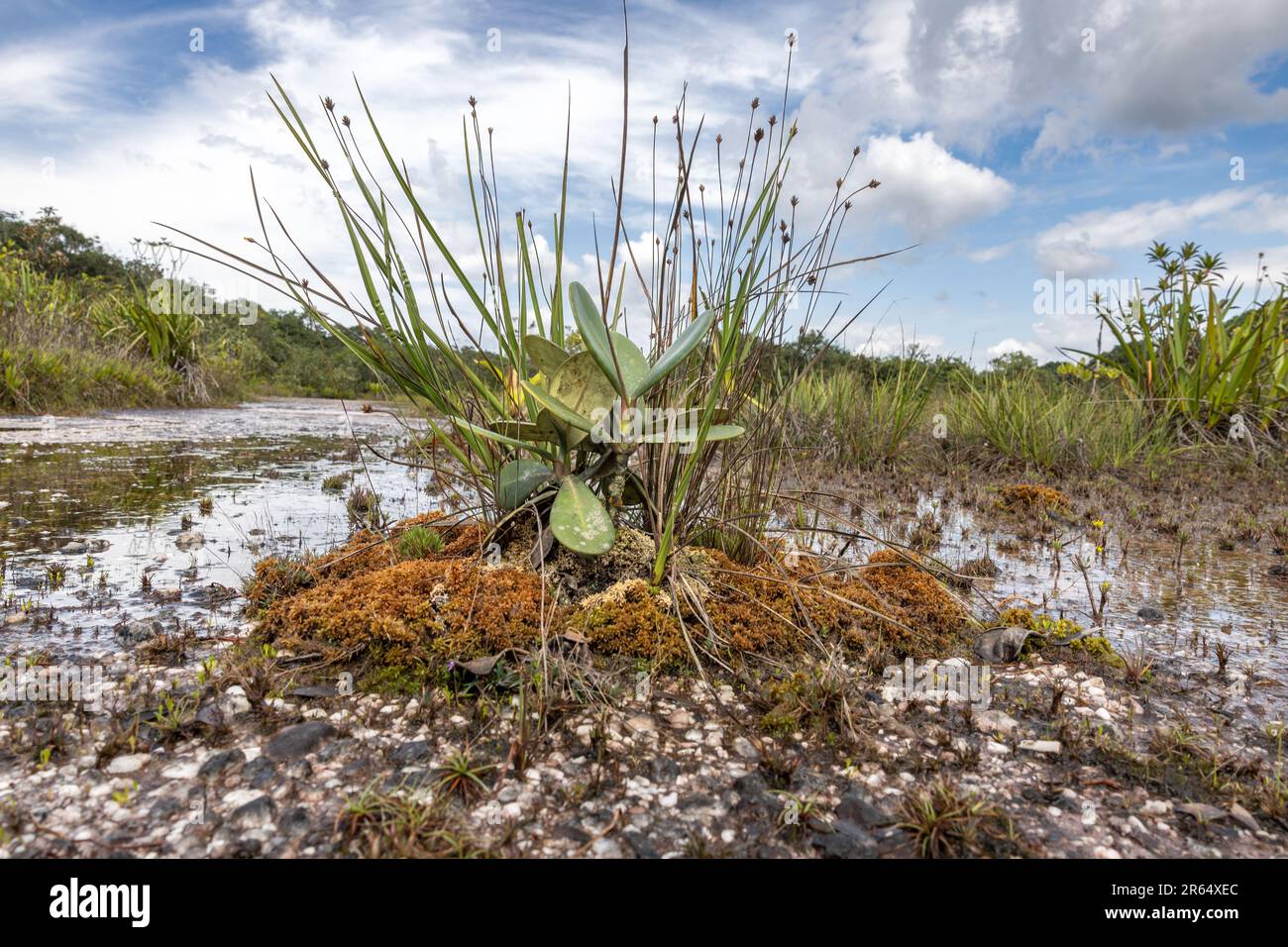 National tree of guyana hi-res stock photography and images - Alamy