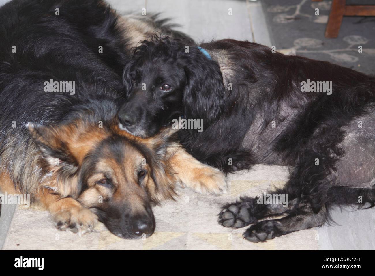 German shepherd inside house hi-res stock photography and images - Alamy