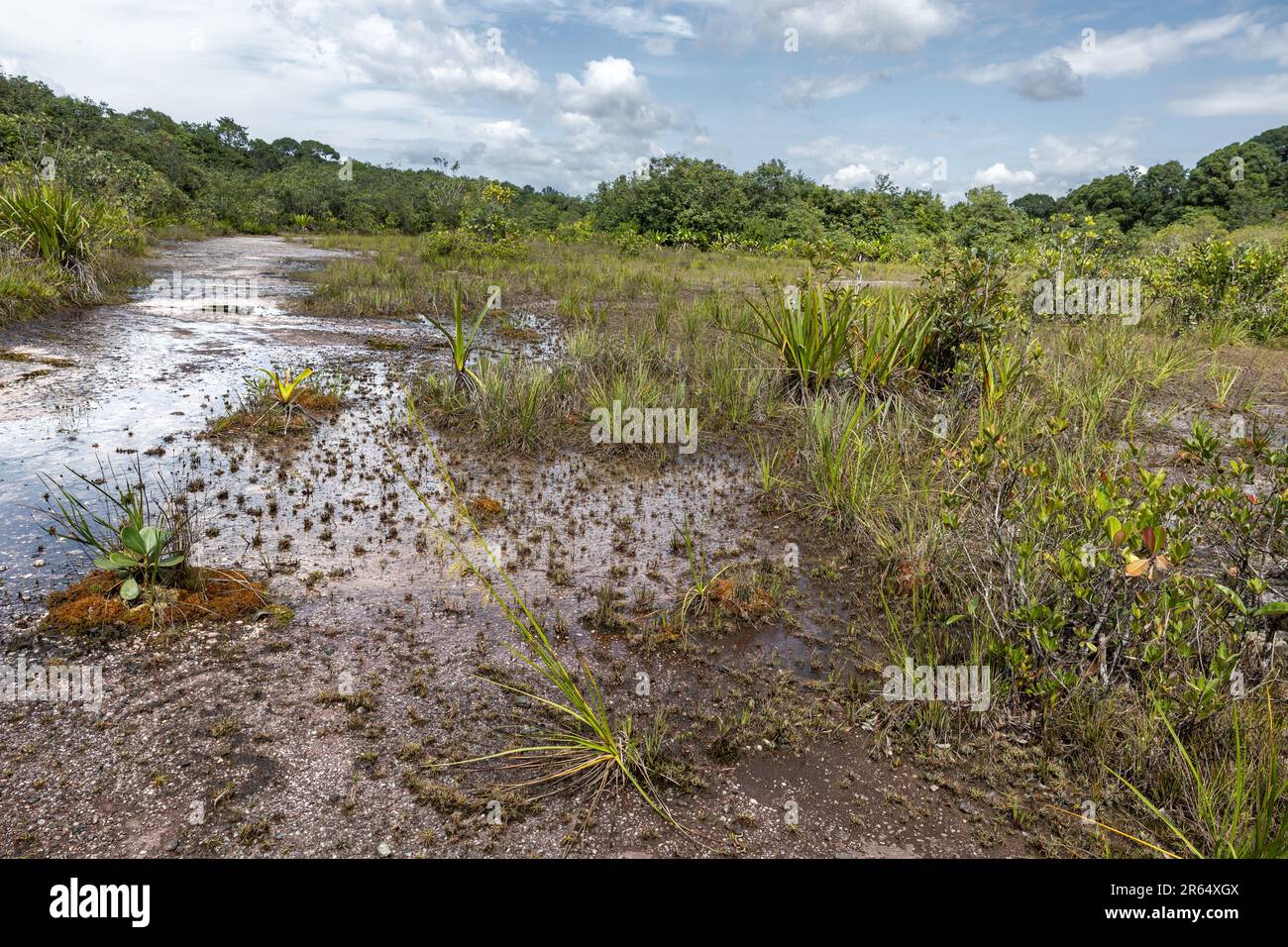 Flora, Kaieteur National Park, Guyana Stock Photo - Alamy