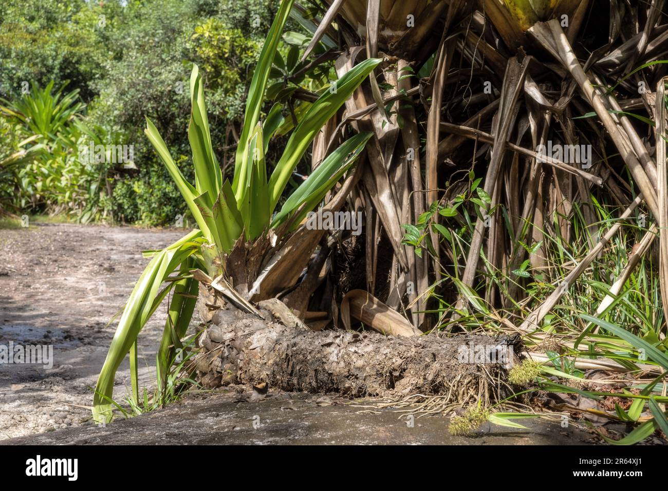 Giant Tank Bromeliad, sawn down, spontaneous re-rooted & growing ...