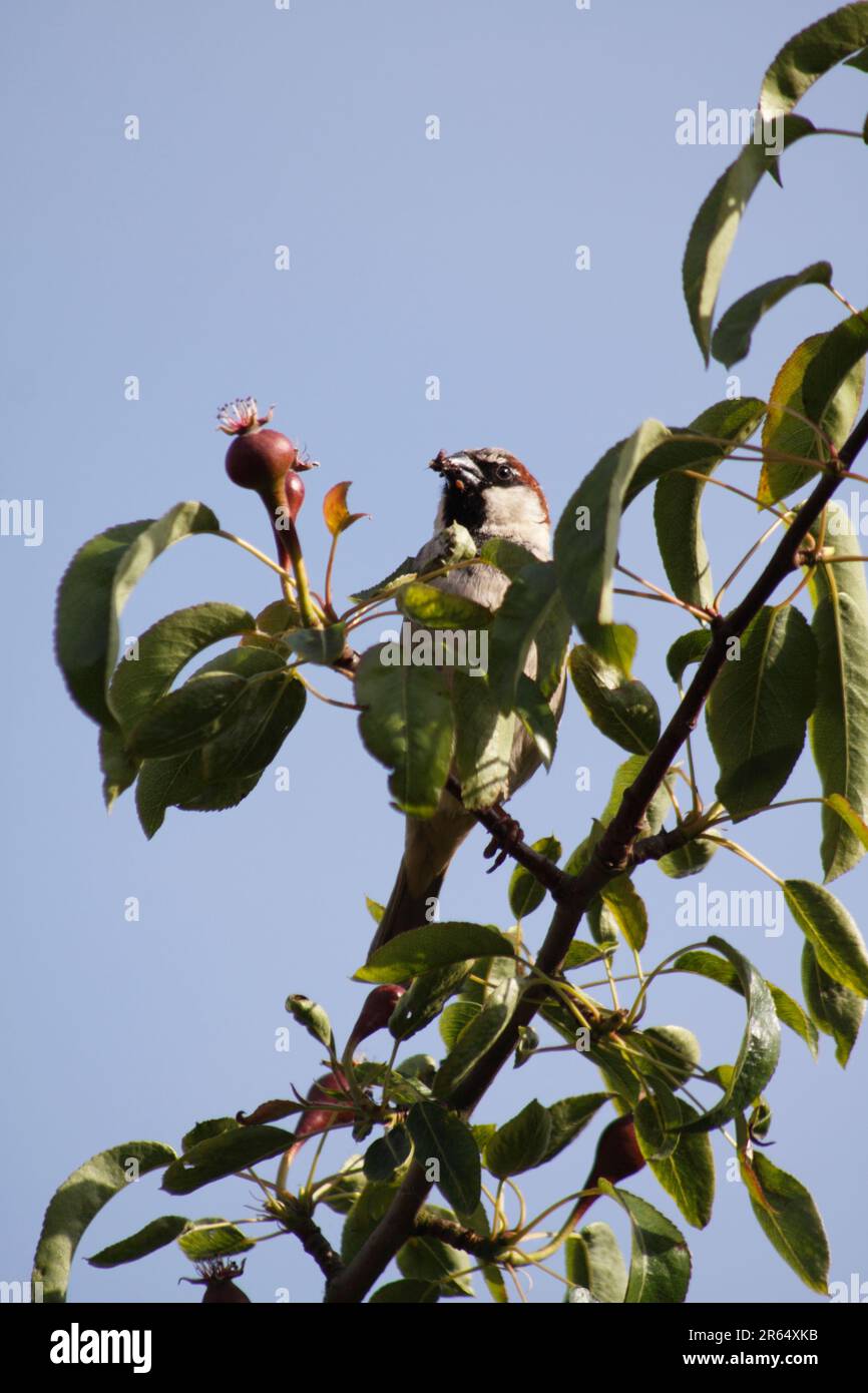 Tree sparrows great britain hi-res stock photography and images - Alamy