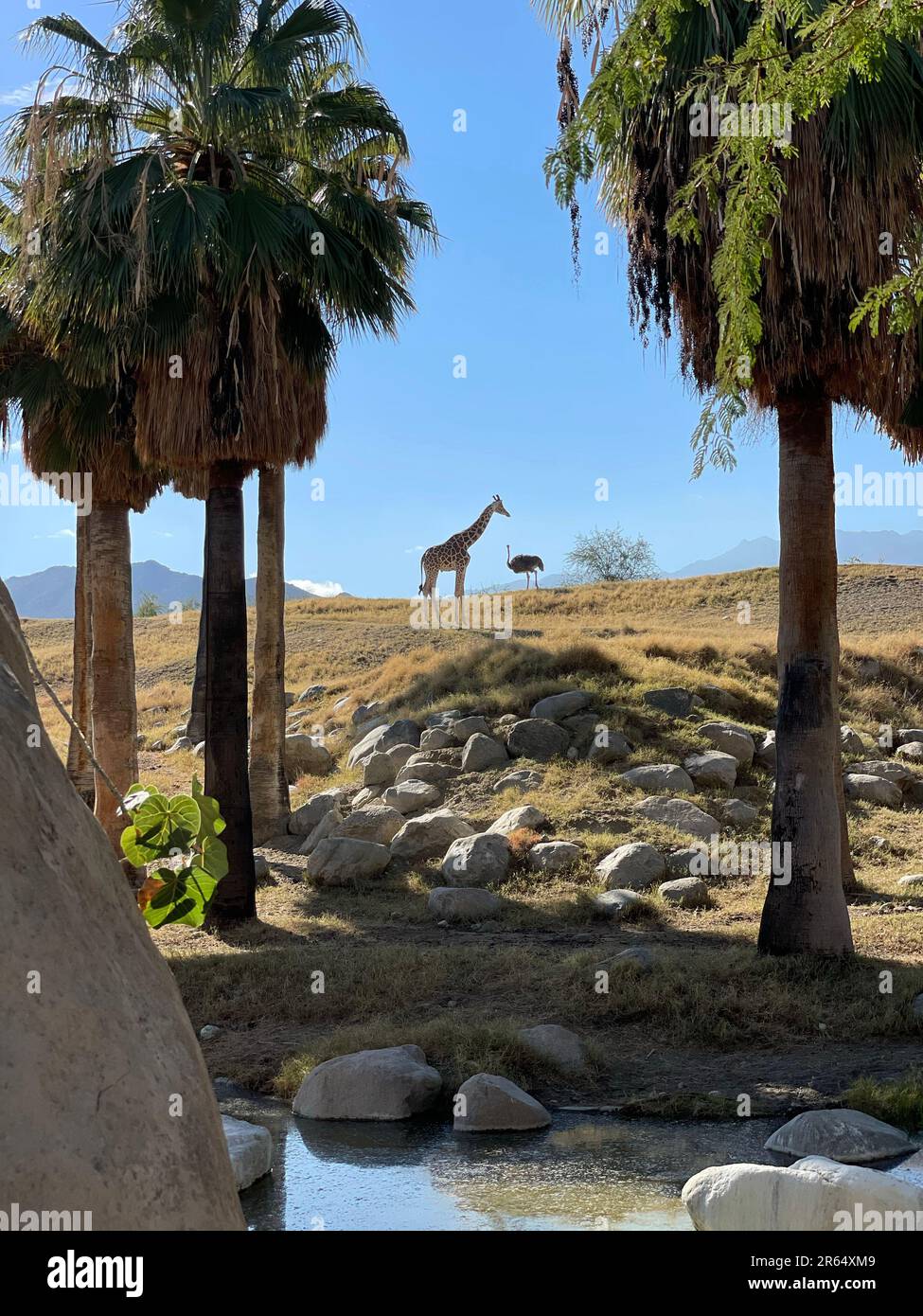 Two giraffes in the Living Desert Zoo in Palm Desert Stock Photo - Alamy