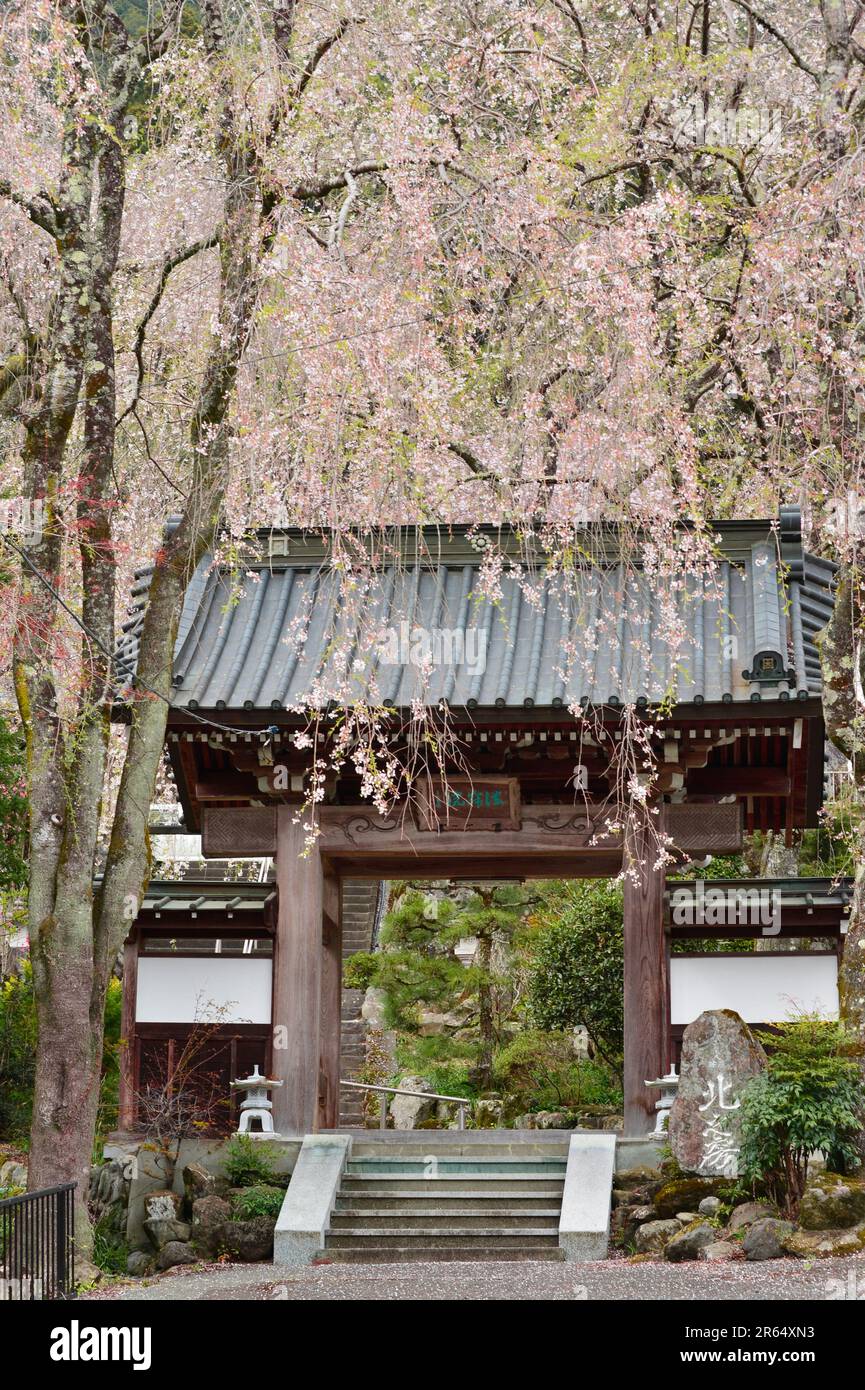 Drooping cherry blossoms in Minobu-san Kuon-ji Temple Stock Photo - Alamy