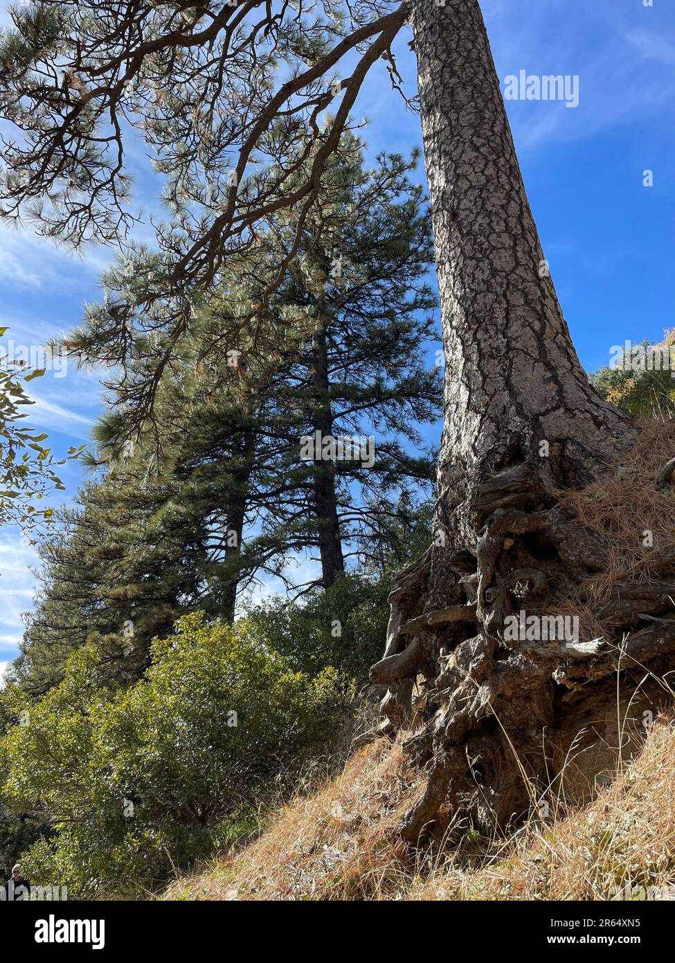 A low angle of an old pine tree at Arrowhead Lake, California Stock ...