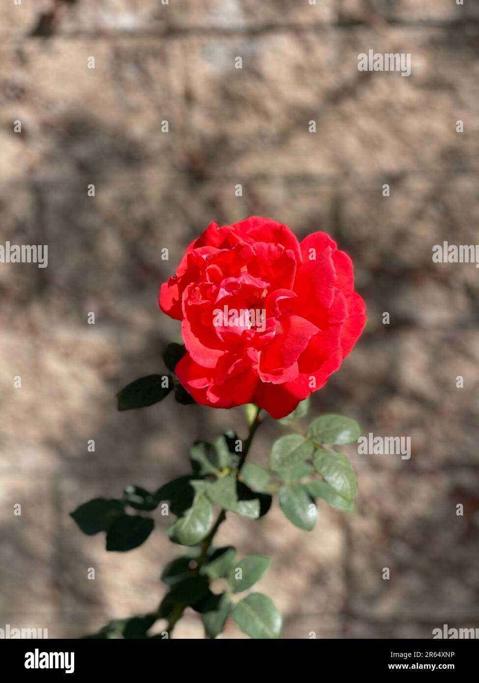 A vertical closeup of a red rose growing in a garden Stock Photo - Alamy