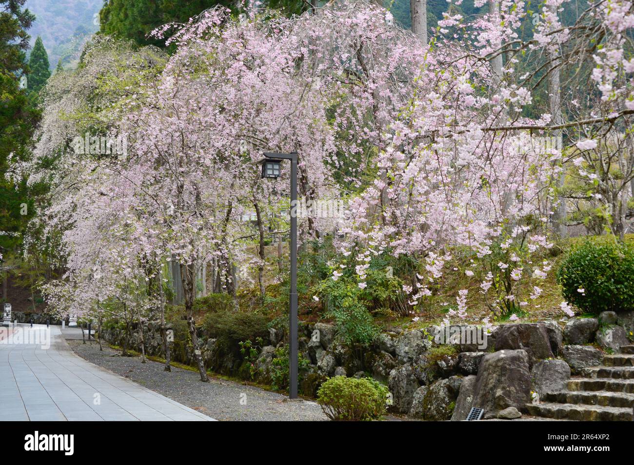 Drooping cherry blossoms in Minobu-san Kuon-ji Temple Stock Photo - Alamy