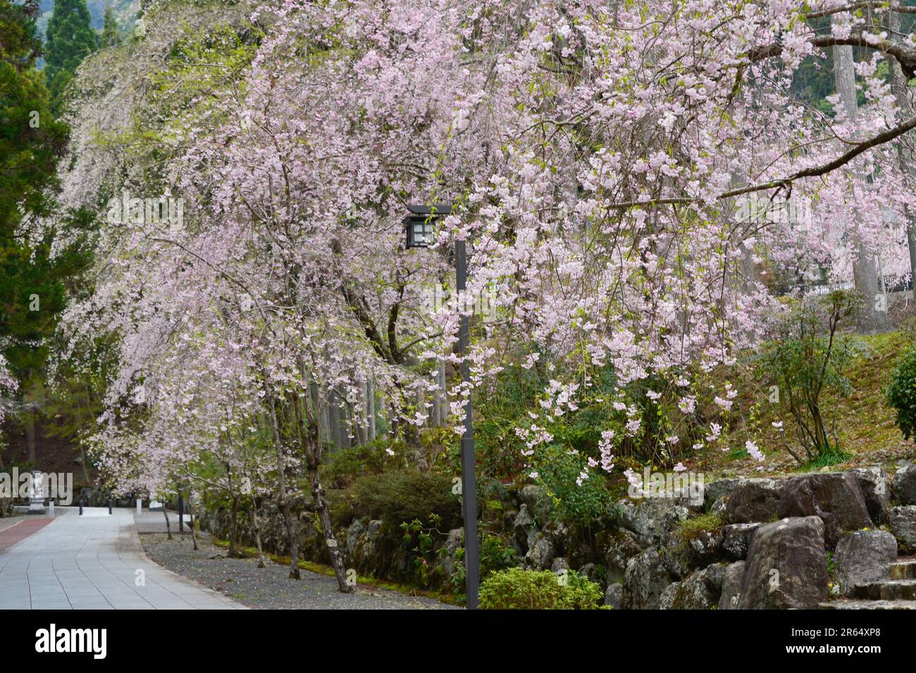Drooping cherry blossoms in Minobu-san Kuon-ji Temple Stock Photo - Alamy