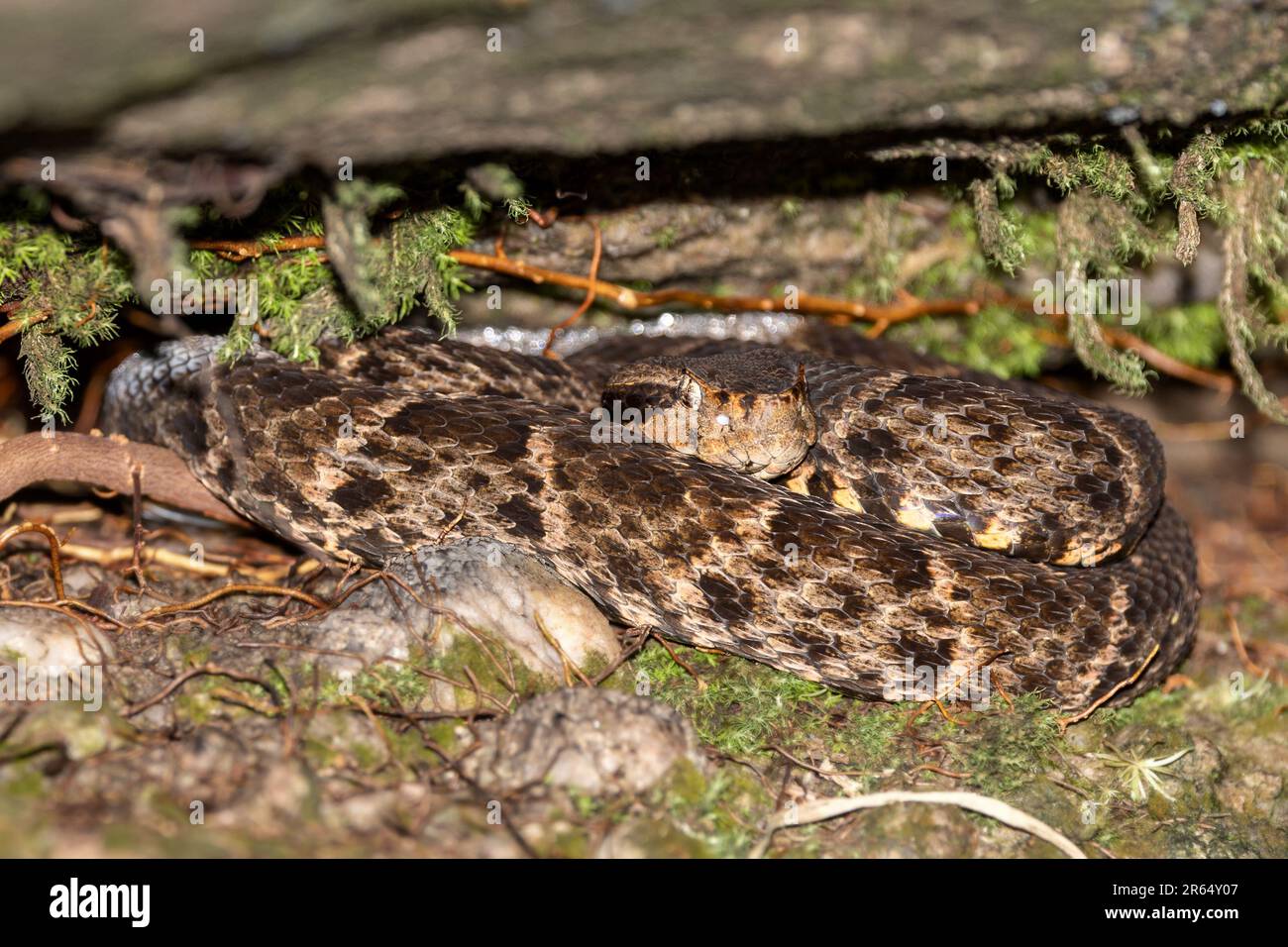 Ferdalance-labarie snake, Kaieteur National Park, Guyana Stock Photo ...