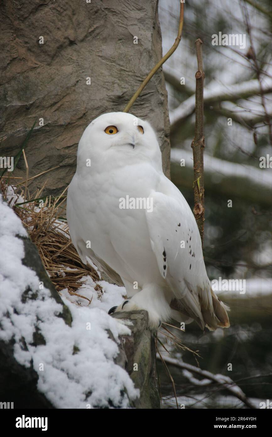 A beautiful snowy owl perched atop a snow-covered tree in a winter landscape Stock Photo - Alamy