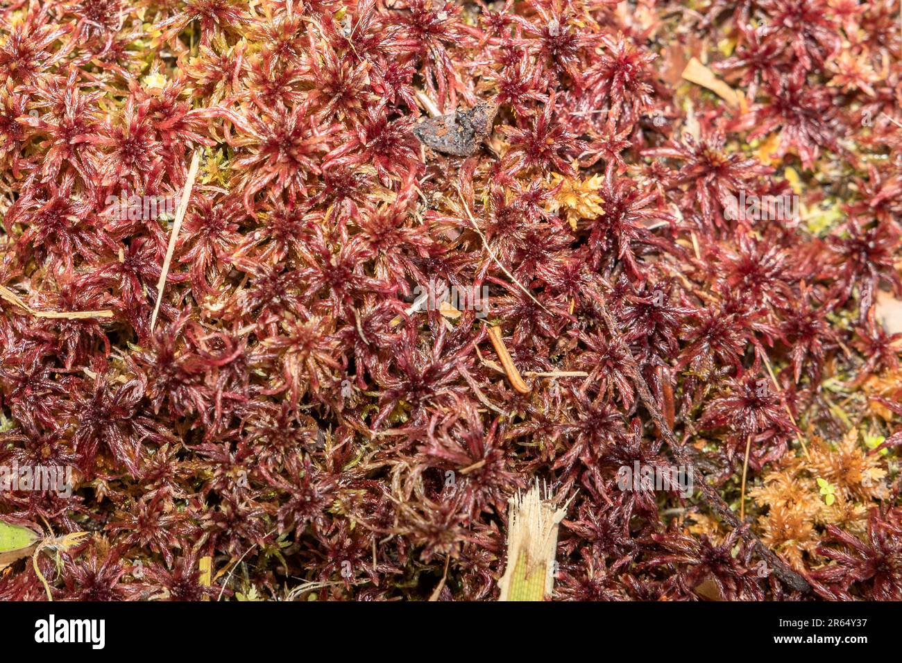 Red Moss, Kaieteur National Park, Guyana Stock Photo - Alamy