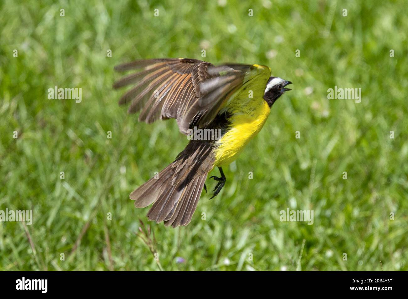Great Kiskadee, flying, Iwokrama River Lodge, Iwokrama rainforest ...