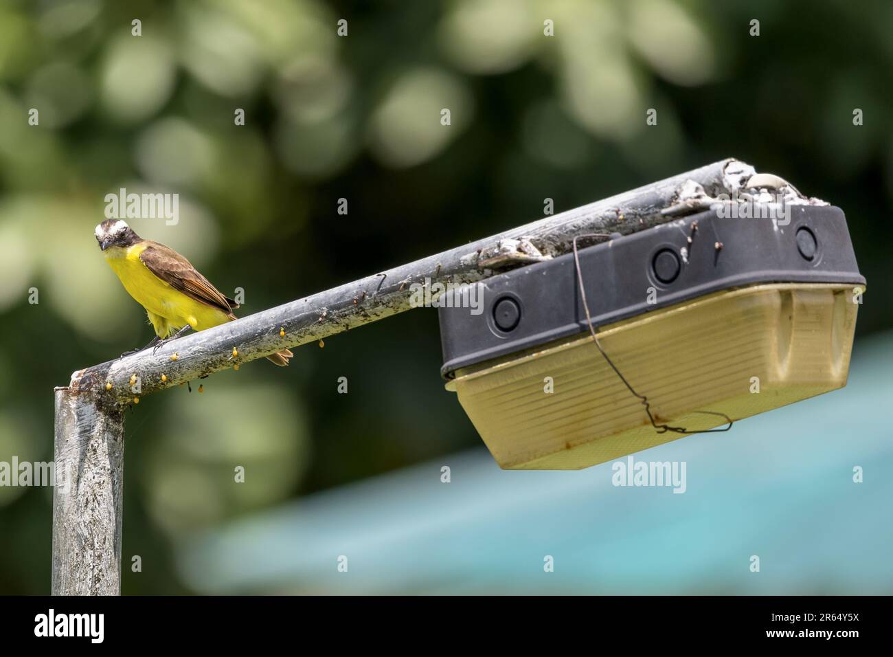 Guyana insects hi-res stock photography and images - Alamy