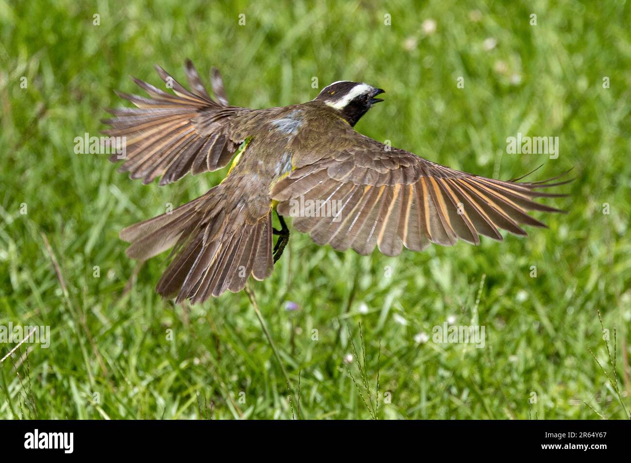 Great Kiskadee, flying, Iwokrama River Lodge, Iwokrama rainforest ...