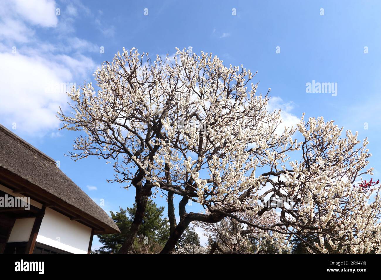 Prunus mume hi-res stock photography and images - Alamy