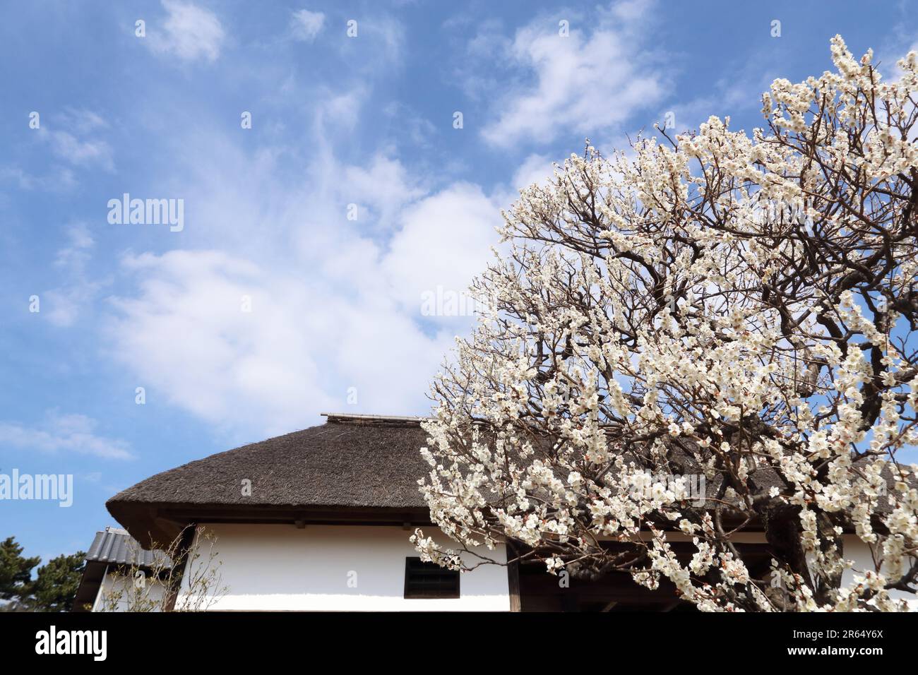 Prunus mume hi-res stock photography and images - Alamy