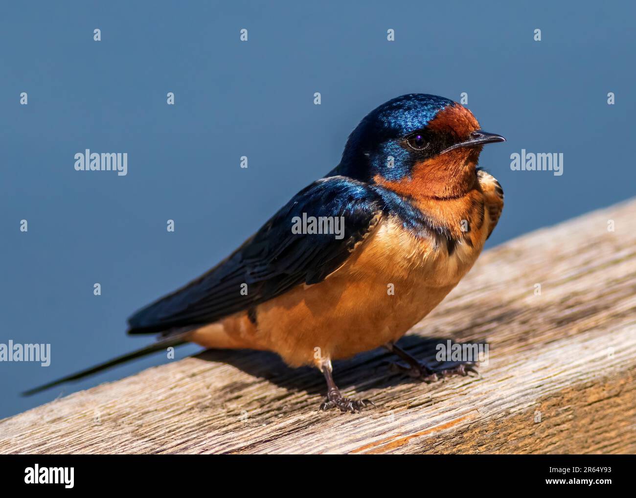A brown Barn swallow (Hirundo rustica) on a piece of weathered wood ...