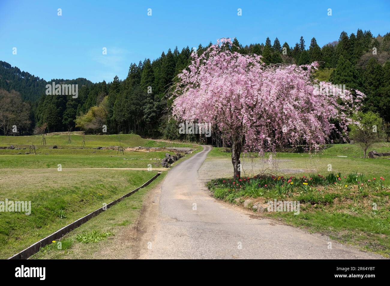A single cherry tree and a farm road Stock Photo - Alamy