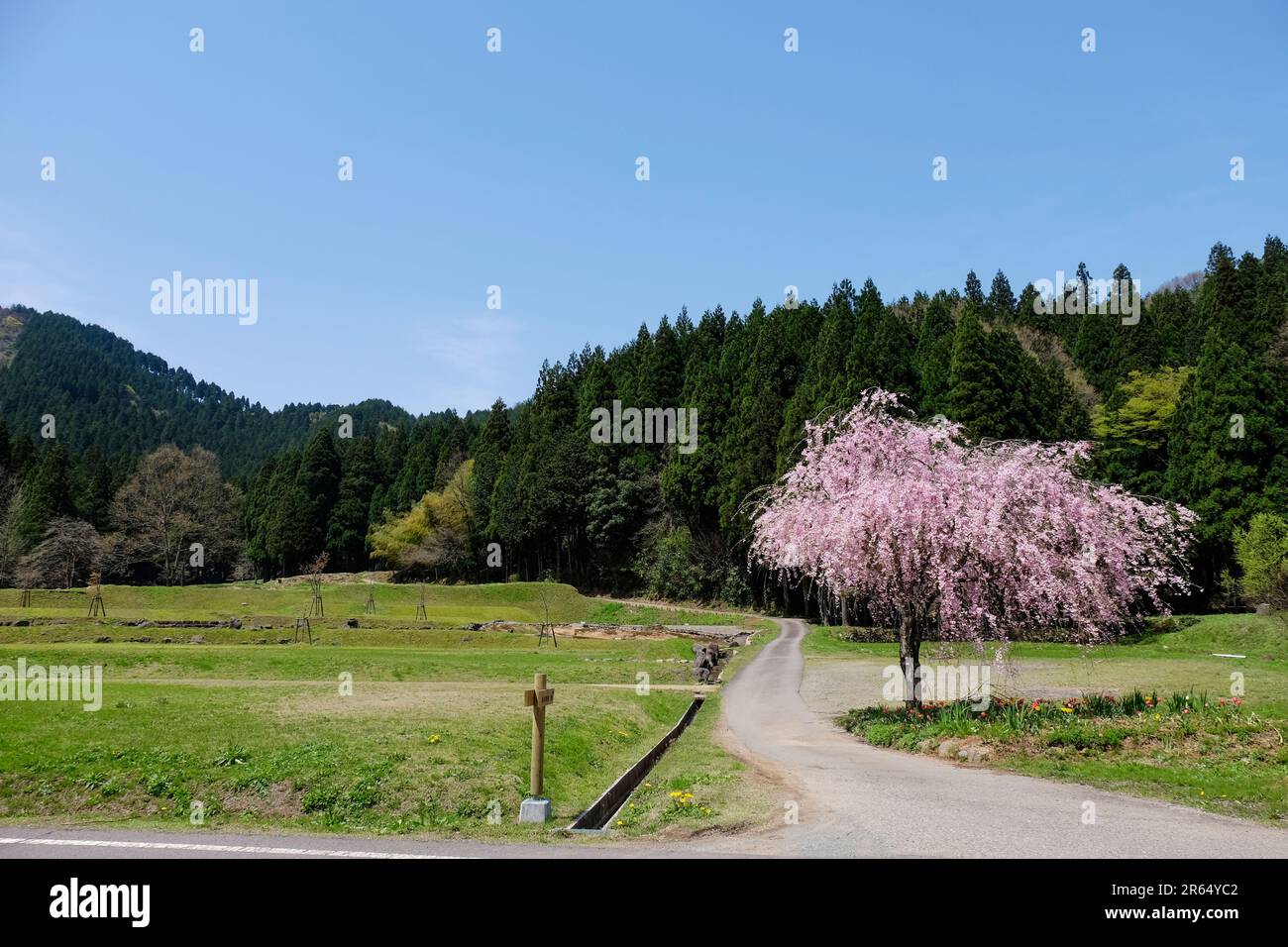 A single cherry tree and a farm road Stock Photo - Alamy