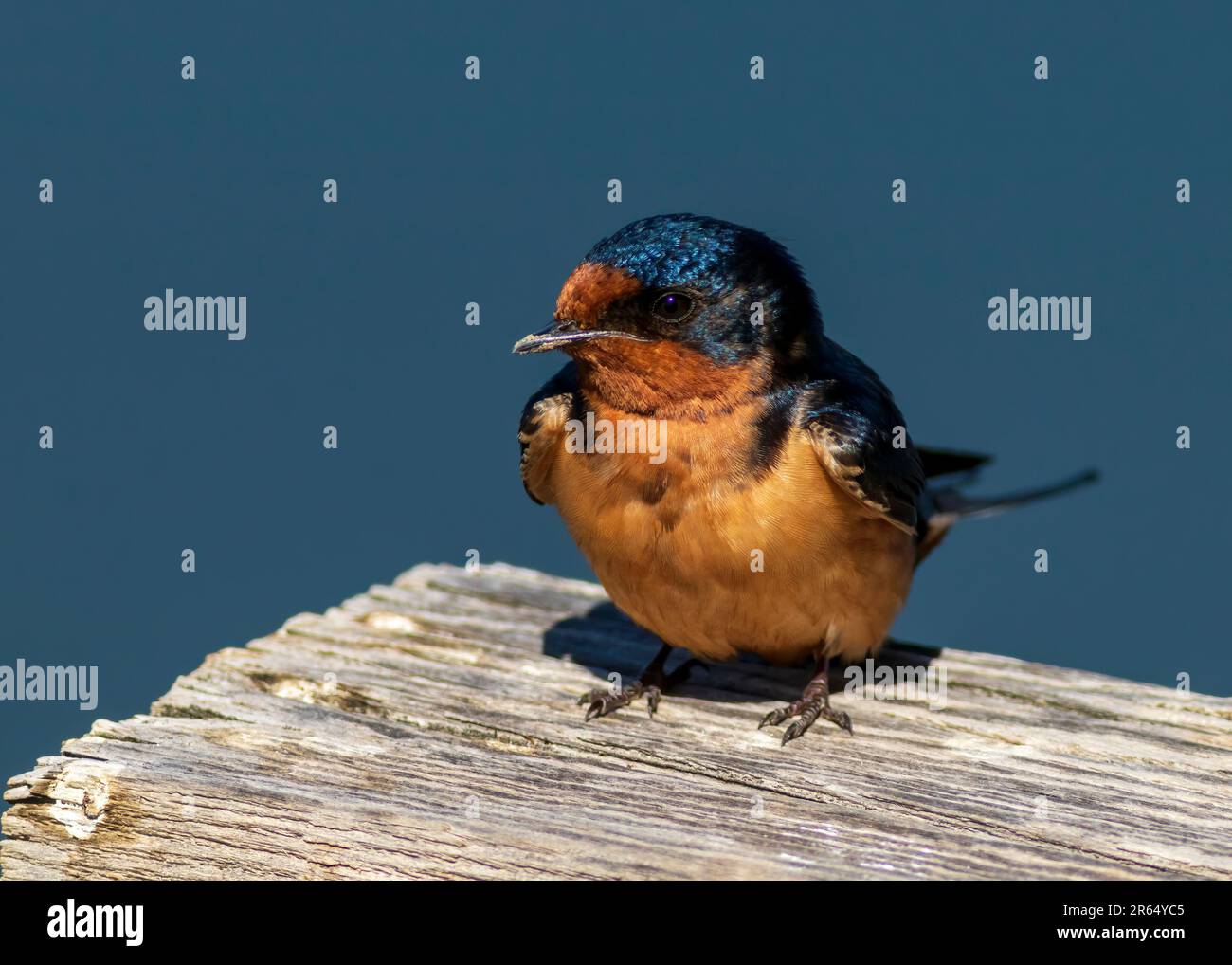 A brown Barn swallow (Hirundo rustica) on a piece of weathered wood ...