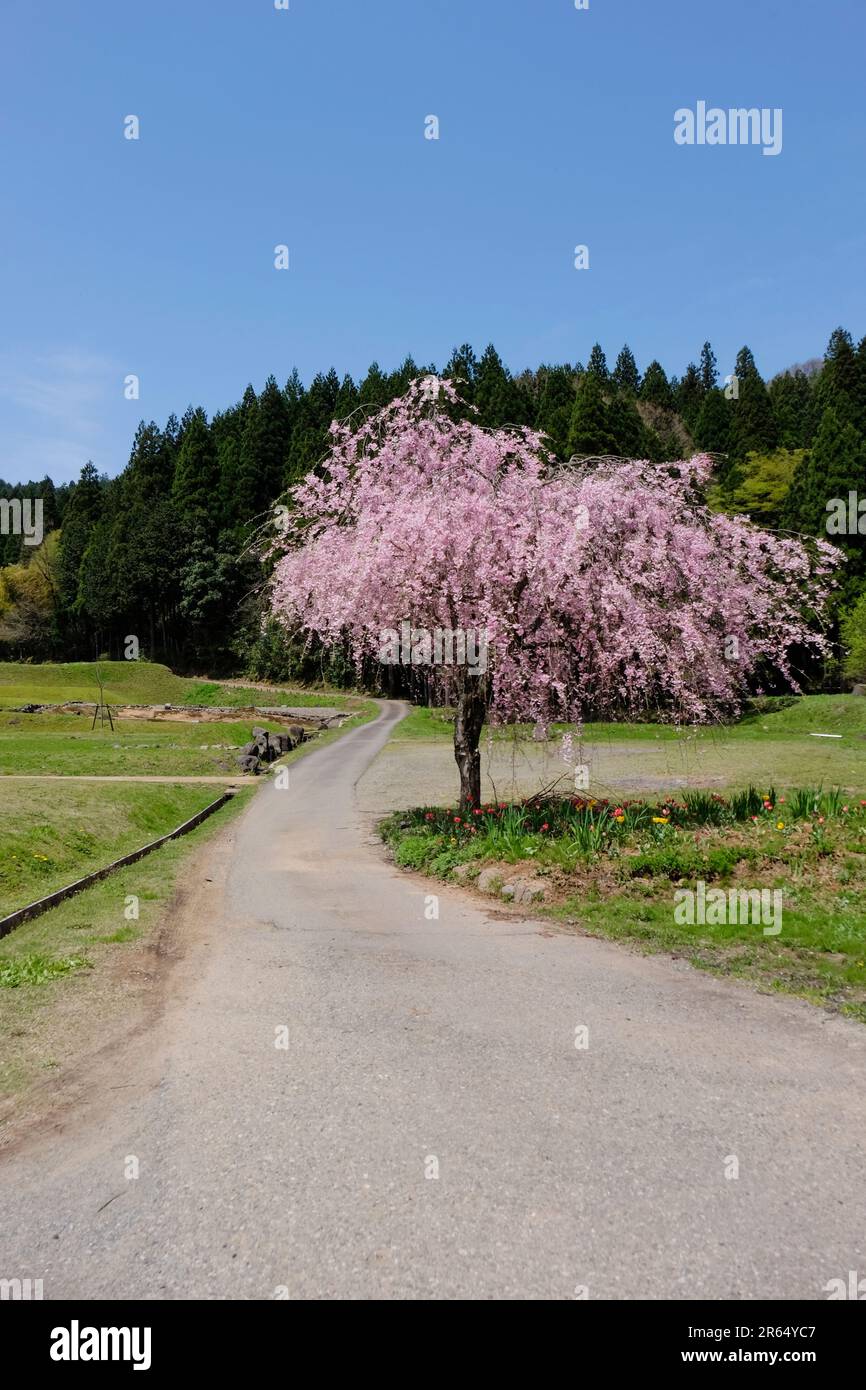 A single cherry tree and a farm road Stock Photo - Alamy
