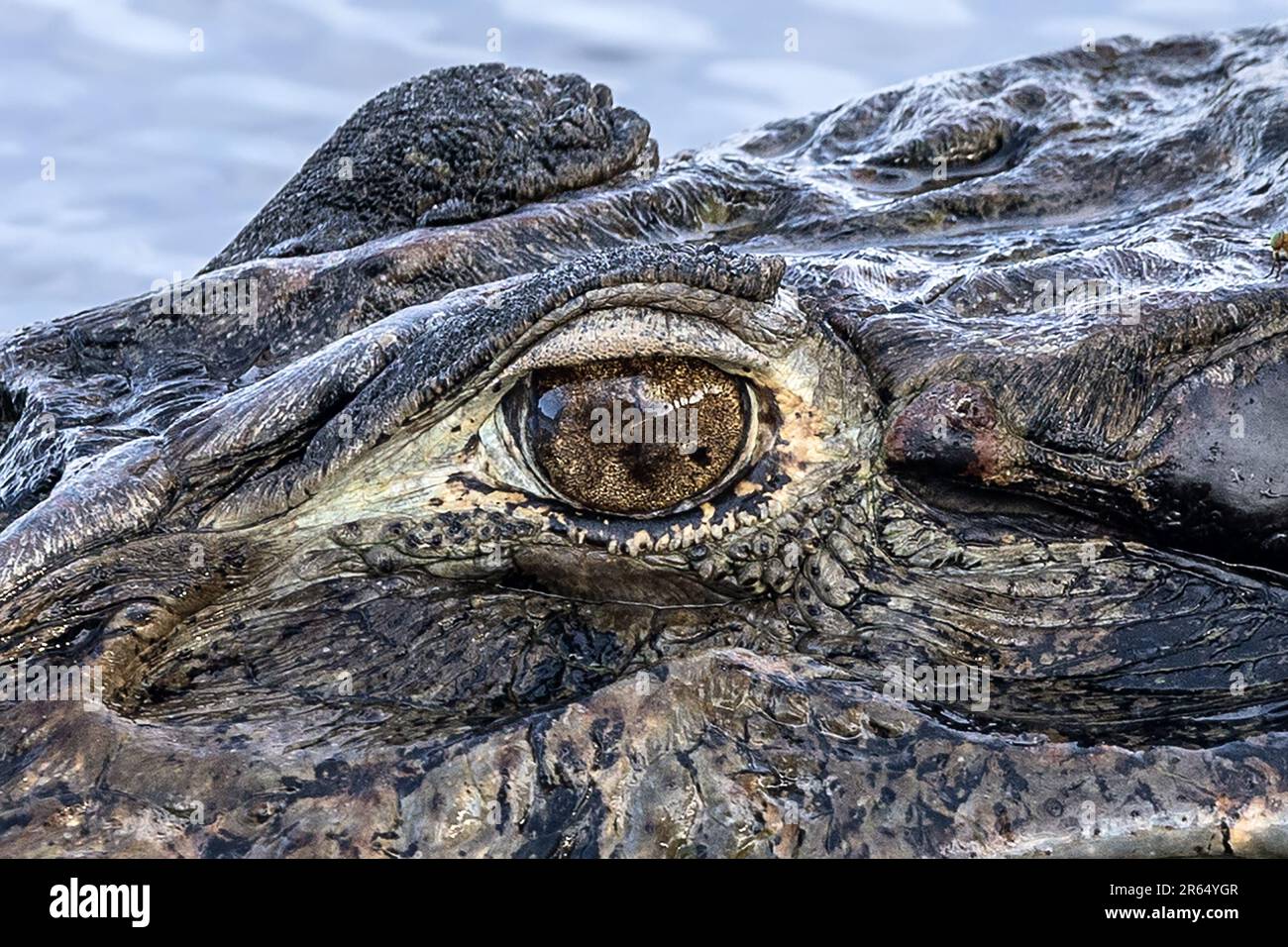Eye, Black Caiman, Iwokrama rainforest, Guyana Stock Photo - Alamy