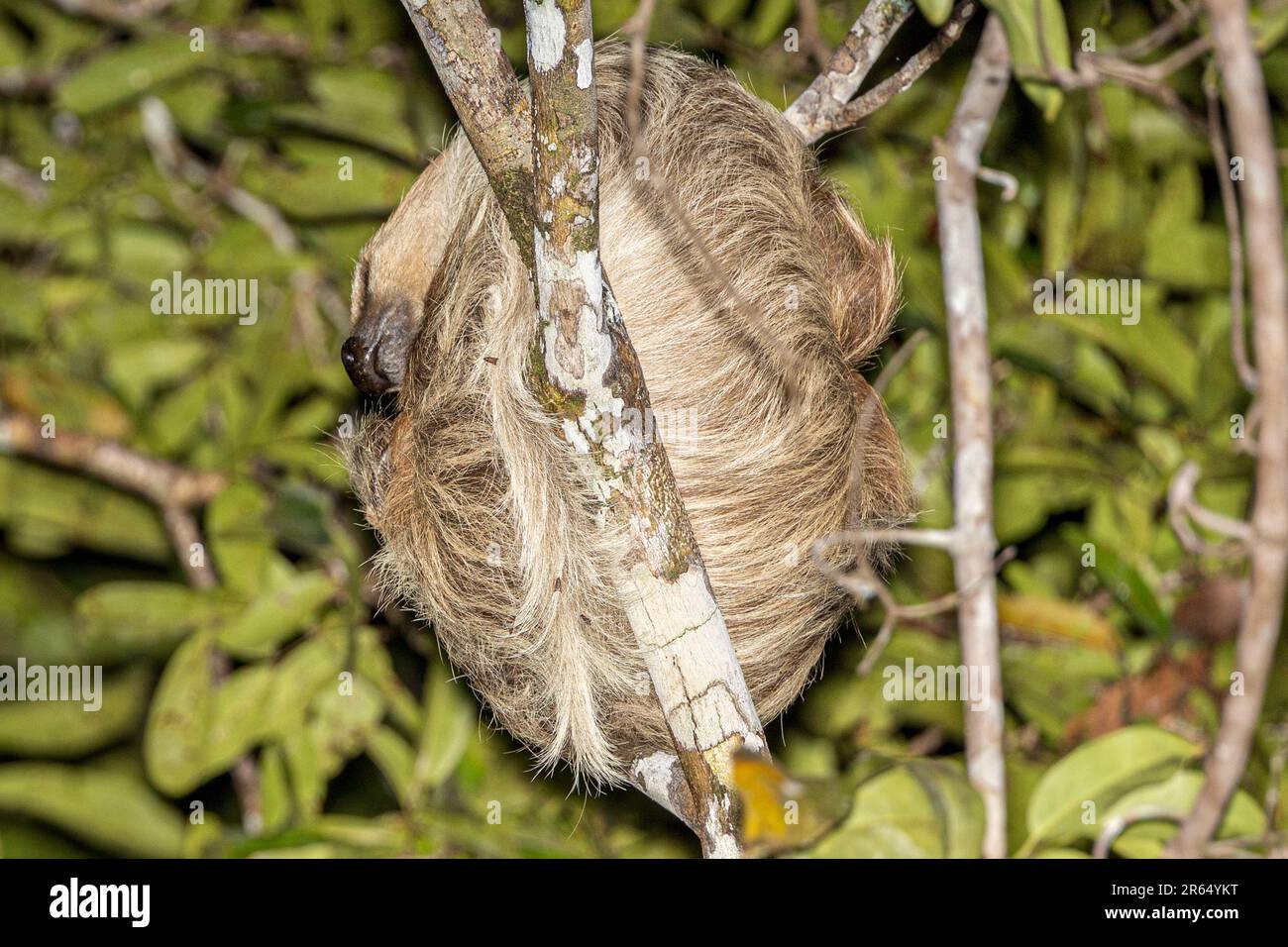 3 toed sloth asleep, Iwokrama rainforest, Guyana Stock Photo - Alamy