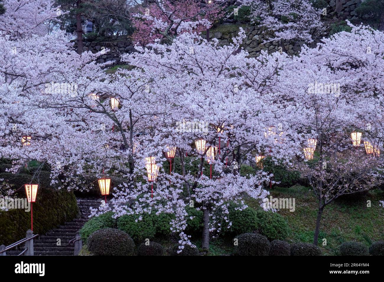 Cherry blossoms and Bonbori Stock Photo - Alamy
