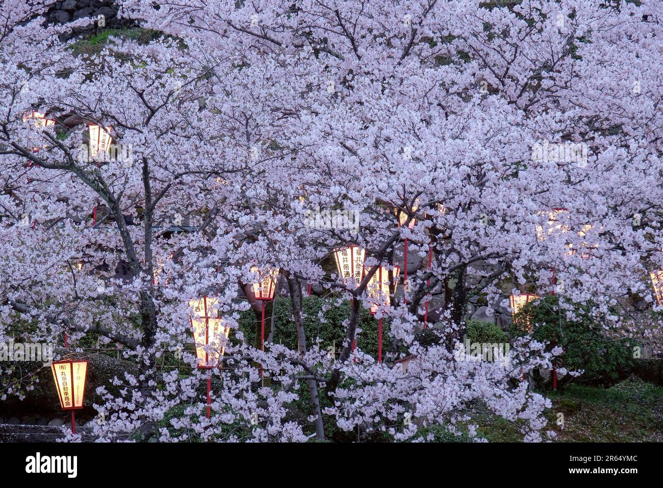 Cherry blossoms and Bonbori Stock Photo - Alamy