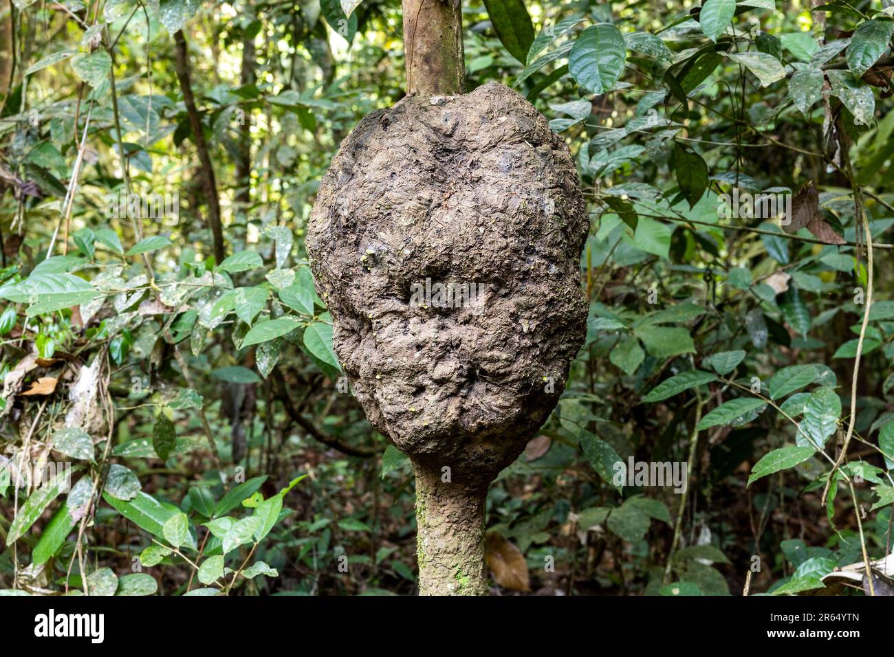 Arboreal Termite Nest, Iwokrama Rainforest, Potaro-Siparuni, Guyana ...