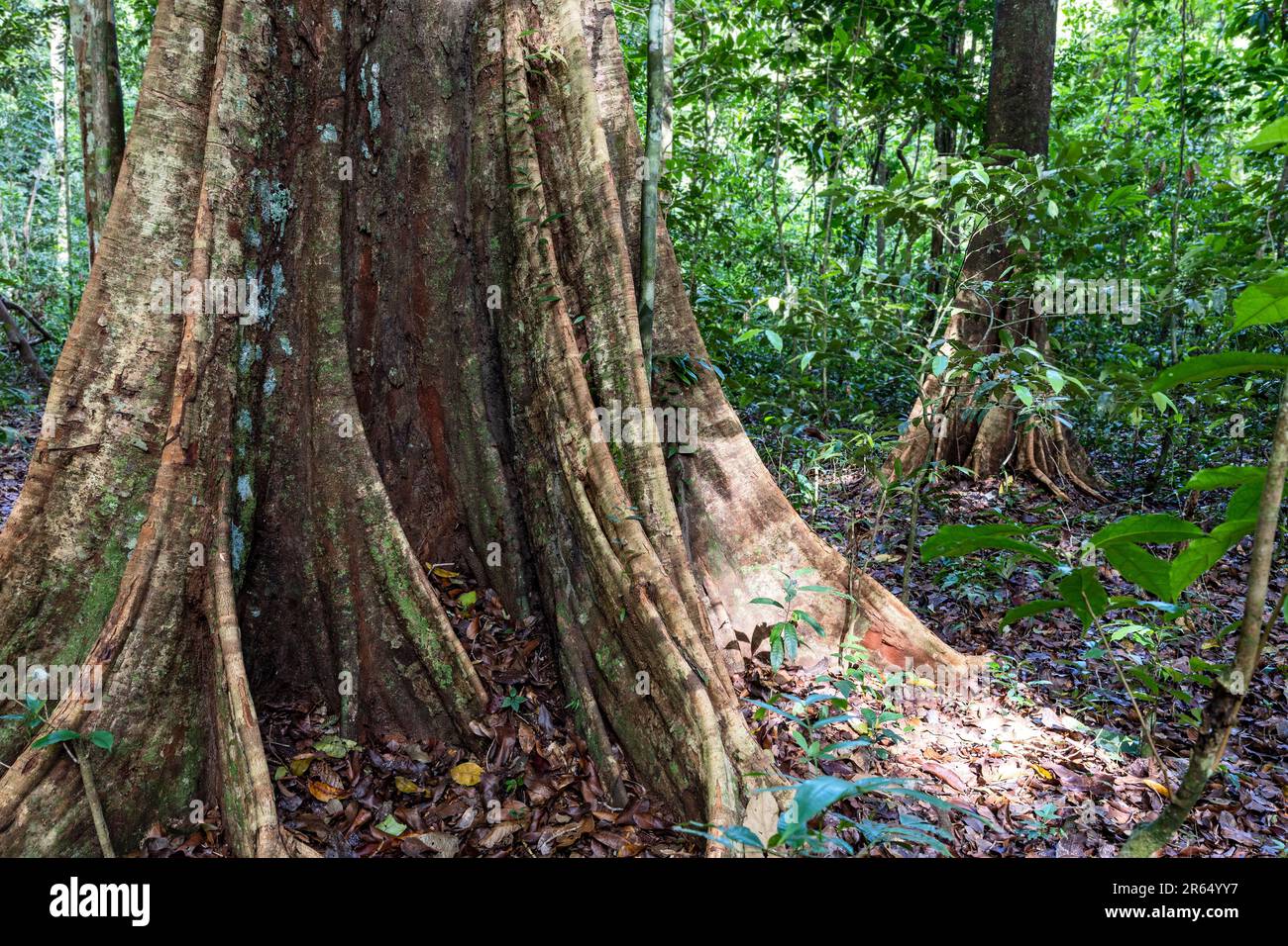 Guyana rainforest leaves hi-res stock photography and images - Alamy
