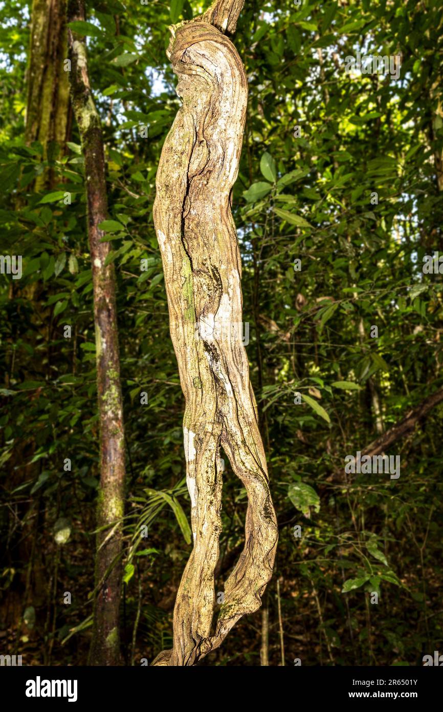 Deformed dead tree trunk, Iwokrama Rainforest, Potaro-Siparuni, Guyana ...