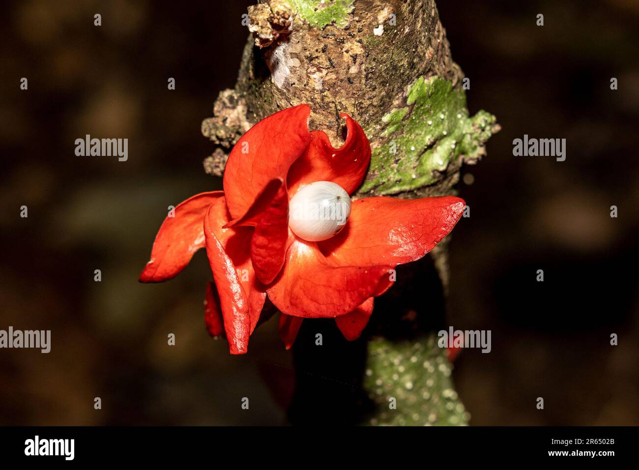 Rose of the Mountain, Turtle Mountain, Iwokrama Rainforest, Potaro ...