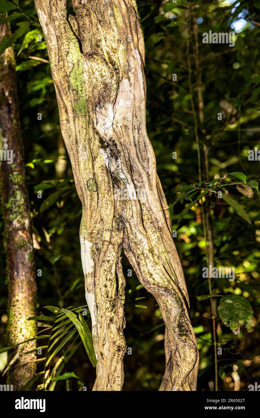Deformed dead tree trunk, Iwokrama Rainforest, Potaro-Siparuni, Guyana ...