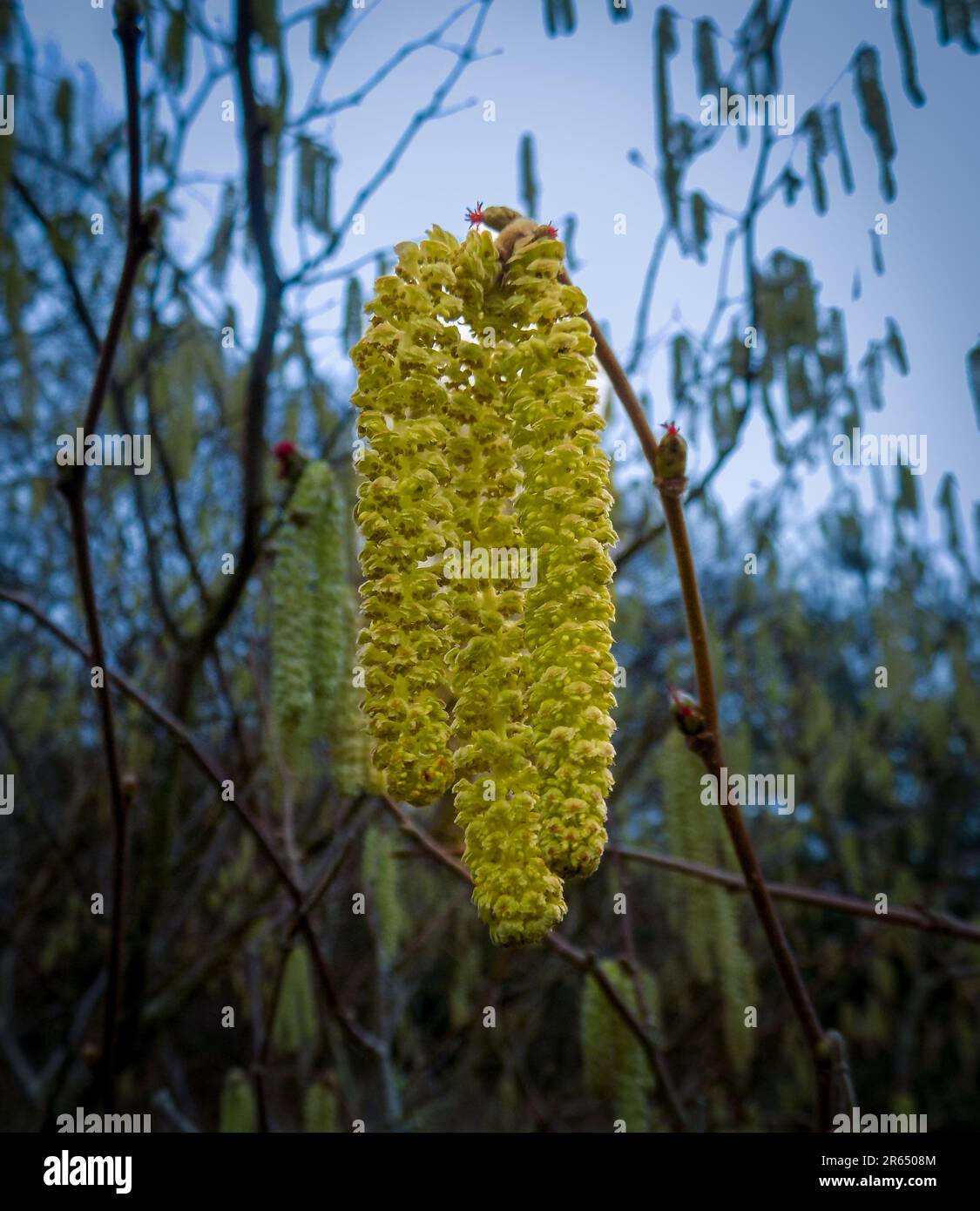 Flowering male catkins hi-res stock photography and images - Alamy