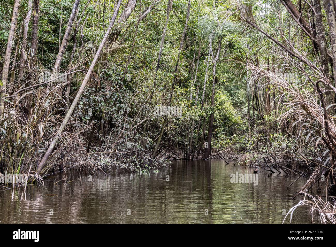 Channel off of Essequibo River, Iwokrama Rainforest, Potaro-Siparuni ...
