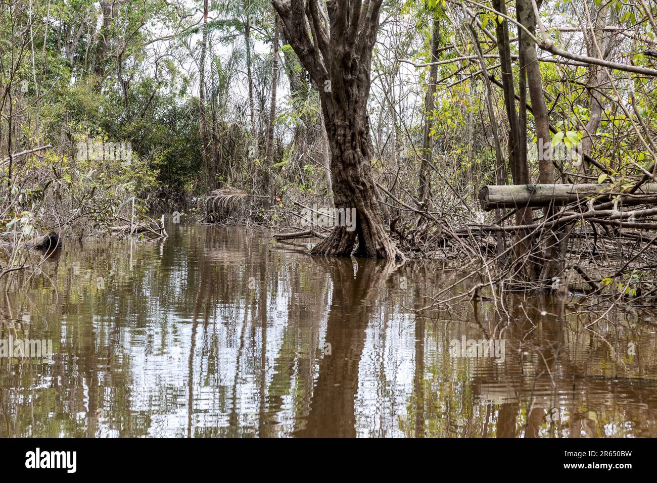 Guyana rainforest hi-res stock photography and images - Alamy