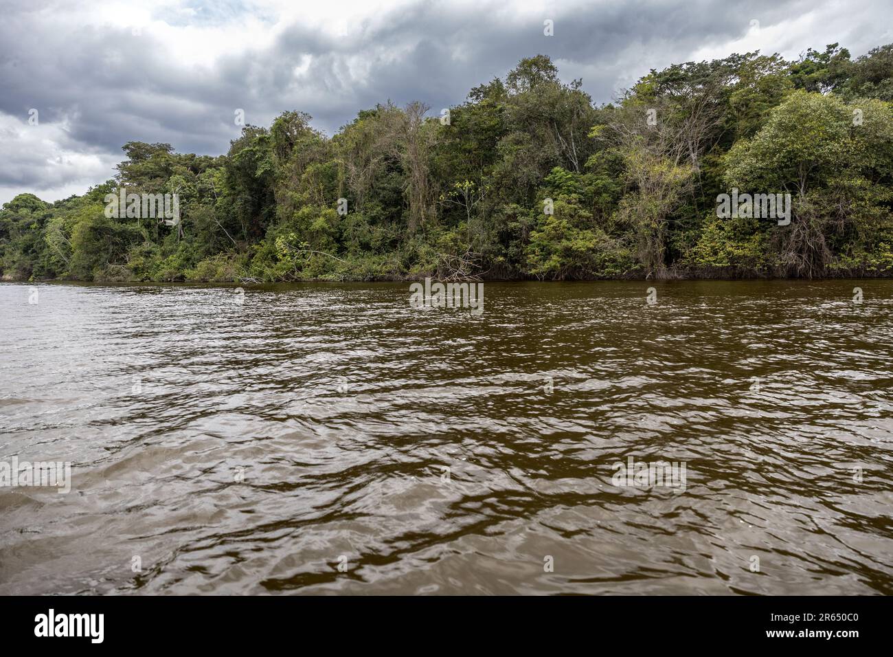 Essequibo River, Iwokrama Rainforest, Potaro-Siparuni, Guyana Stock ...